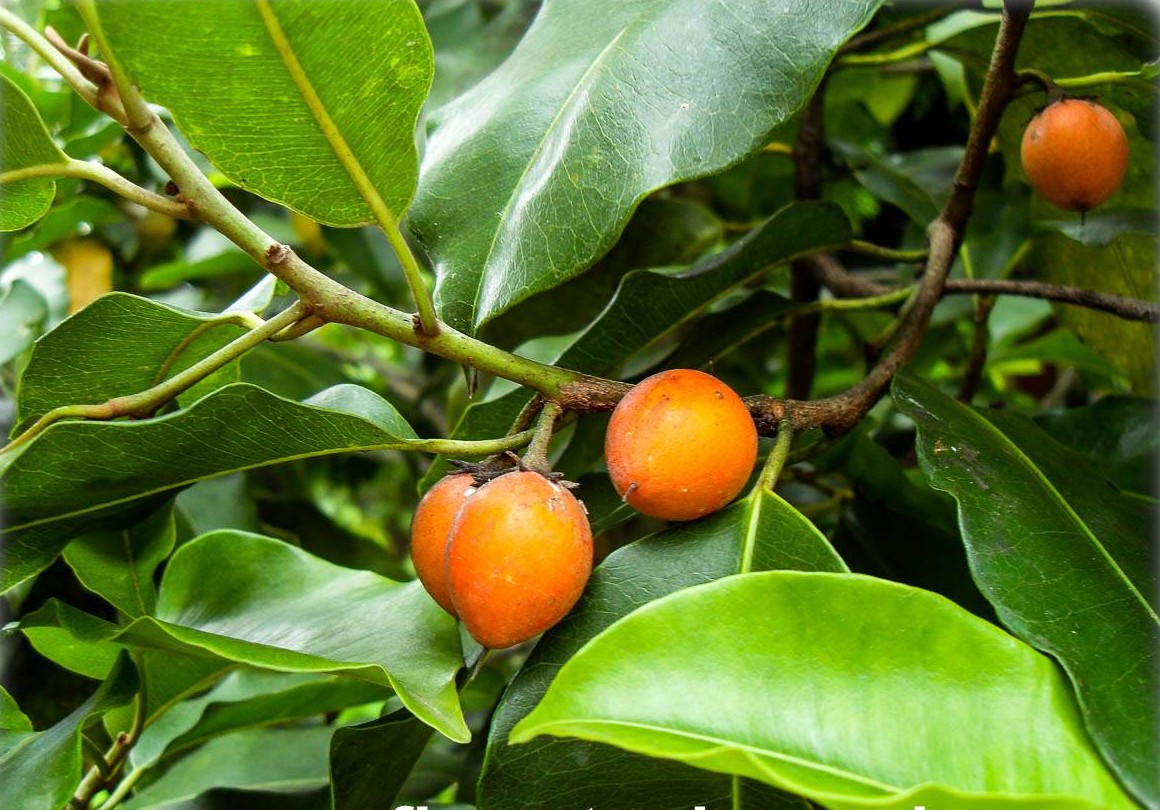 Mimusops elengi - Spanish Cherry, Bakul Tree | FLORA TOSKANA