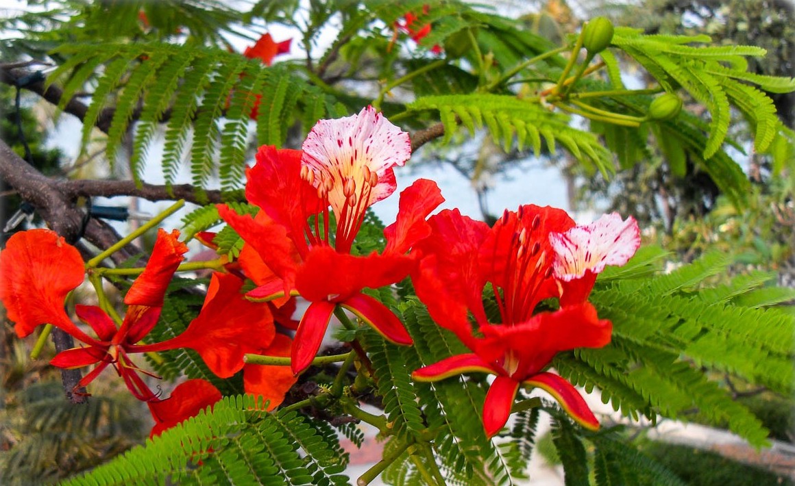 Delonix regia - Flame Tree, Royal Poiniciana, Flamboyant | FLORA TOSKANA