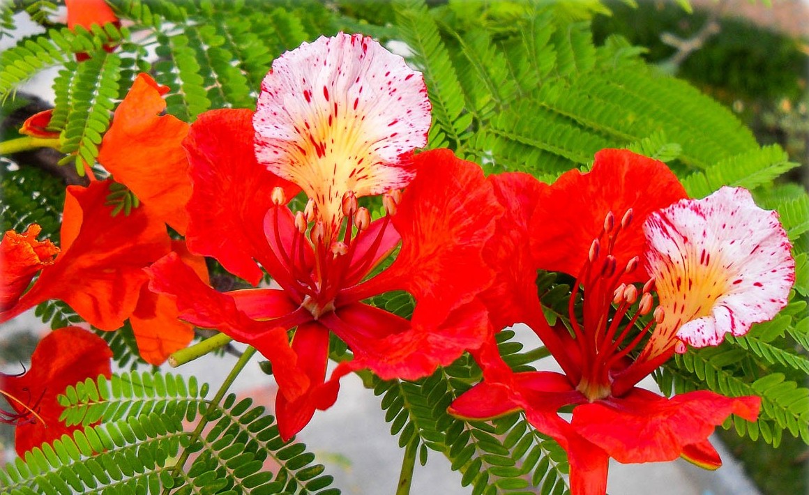 Delonix regia - Flame Tree, Royal Poiniciana, Flamboyant | FLORA TOSKANA