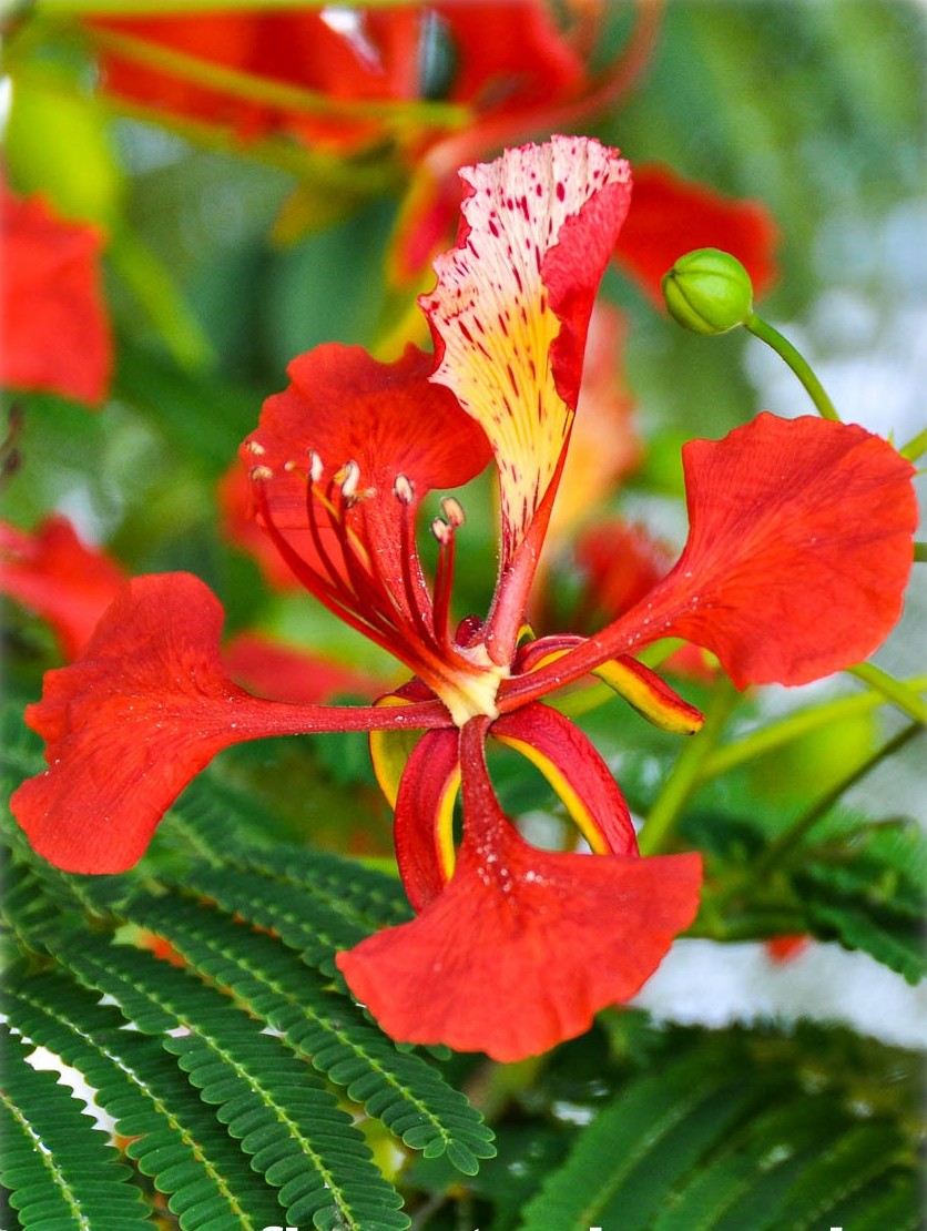 Delonix regia - Flame Tree, Royal Poiniciana, Flamboyant | FLORA TOSKANA