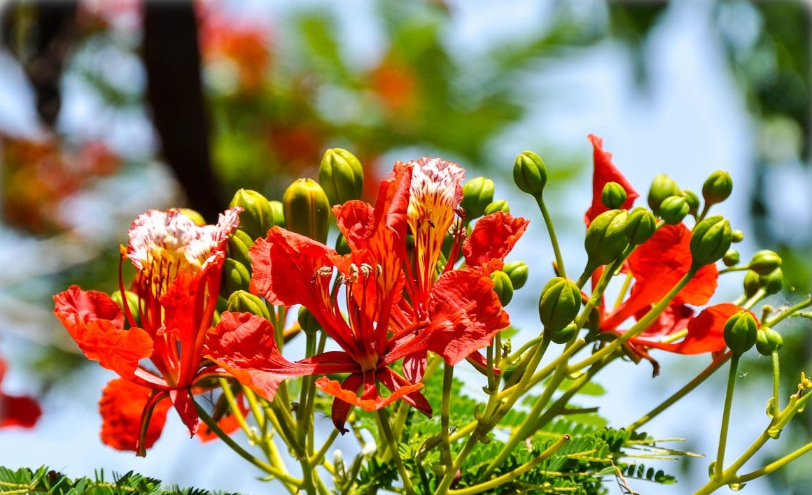 Delonix regia - Flame Tree, Royal Poiniciana, Flamboyant | FLORA TOSKANA